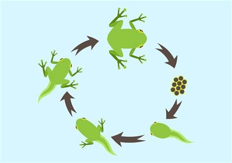 Chicken Life Cycle Vector Art Icons And Graphics For Free Download
