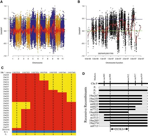 Primary And Fine Mapping Of Gene Controlling Short Vine Trait In Download Scientific Diagram
