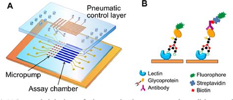 Figure 1 From Microfluidic Lectin Barcode Array For High Throughput