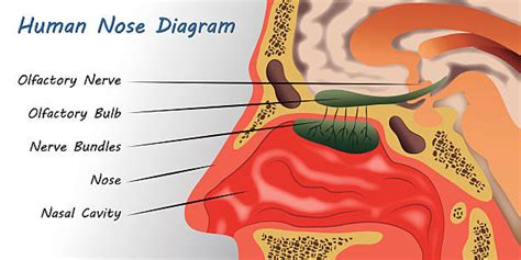 Human Nose Anatomy Diagram
