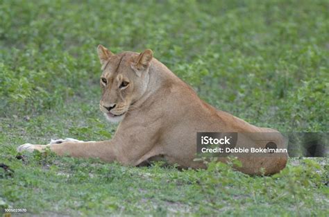 Chobe 보츠와나의 라이온 스 0명에 대한 스톡 사진 및 기타 이미지 0명 고양잇과 국립공원 Istock