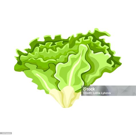 흰색 배경에 고립 된 바타비아 양상추 플랫 스타일의 종류 샐러드 어떤 목적을 위한 농업 기호 바타비아 상추에 대한 스톡 벡터 아트 및 기타 이미지 Istock
