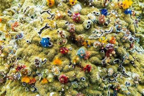 Christmas Tree Worms Spirobranchus … License Image 13927904 Image