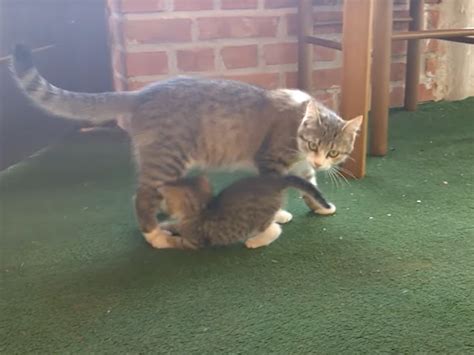 遊んでほしい子猫に塩対応かと思いきや 母猫が見せたツンデレっぷりに反響続々ほのぼの オトナンサー