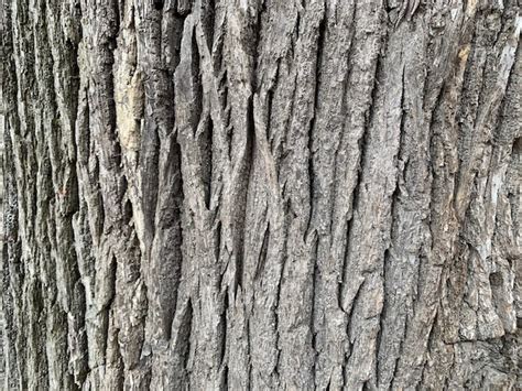 Images De Texture Tronc Arbre Téléchargement Gratuit Sur Freepik