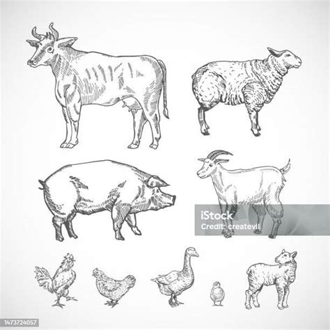 손으로 그린 가축 세트 돼지 소 염소 양고기 및 새 실루엣의 컬렉션입니다 조각 스타일 도면 새긴 이미지에 대한 스톡 벡터 아트 및 기타 이미지 Istock