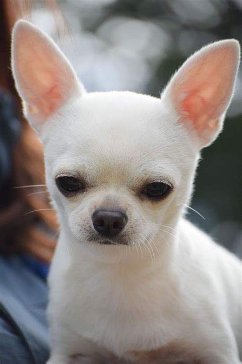 14 Reasons Why You Should Never Own Chihuahuas Artofit