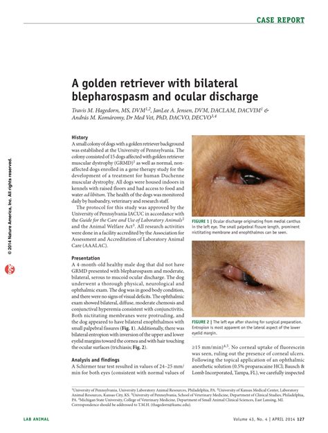 Pdf A Golden Retriever With Bilateral Blepharospasm And Ocular Discharge