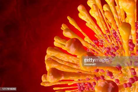 Anatomically Correct Photos And Premium High Res Pictures Getty Images