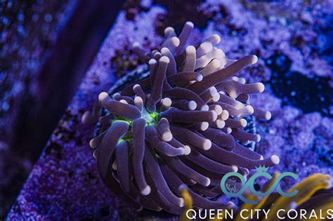 Malaysian Joker Torch Wysiwyg Queen City Corals