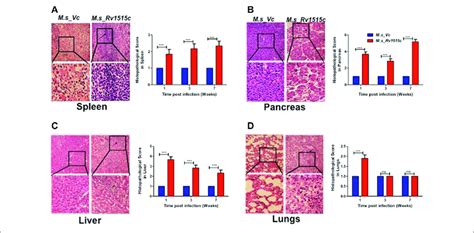 Histopathological Analysis Of Major Organs In Mice Post Infection