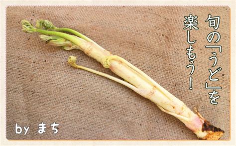 独特の香りと食感が魅力の旬の「うど」を楽しもう！ 一般財団法人 日本educe食育総合研究所