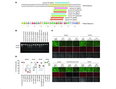 In Vitro Yfp Sgrna Validation And Selection A Yfp Targeting Download Scientific Diagram