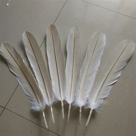 Eagle Tail Feather