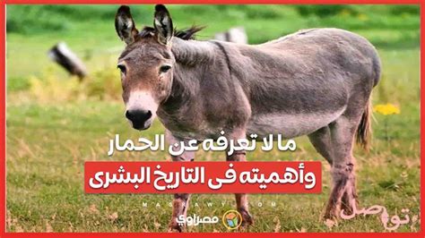 هل للحمار أثر كبير في التاريخ البشري؟ ما لا تعرفه عن الحمار مصراوى