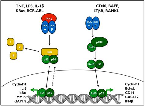 The Nf κb Pathway And Cancer Stem Cells