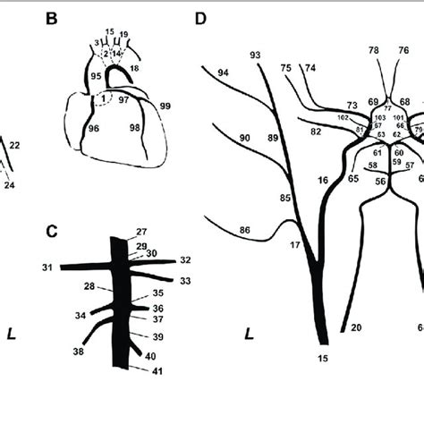 Schematic Representation Of The Model Of Systemic Circulation