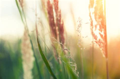 Wild Grasses In A Forest At Sunset Stock Image Image Of Sunlight