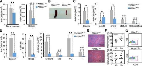 Hdac7 Is Required For Early B Cell Development A Absolute Numbers Of