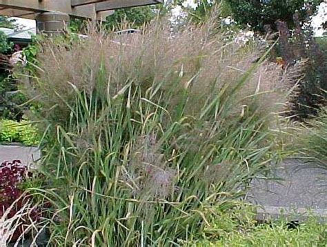 Panicum Virgatum ‘dallas Blues Kiefer Nursery Trees Shrubs Perennials
