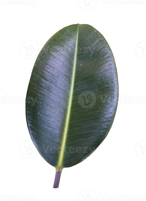 Rubber Plant Leaf Isolated For Nature Design Element 17263573 Png