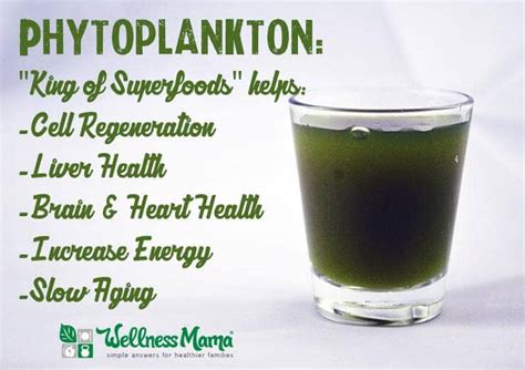 The Benefits Of Marine Phytoplankton Wellness Mama