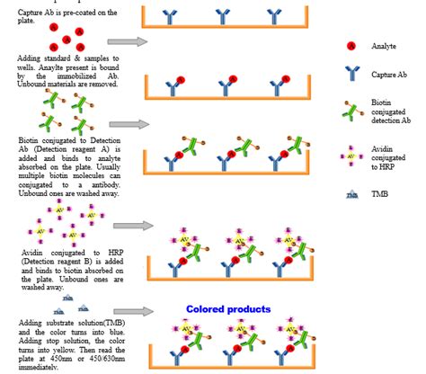Principle Of Sandwich Enzyme Linked Immunosorbent Assay Kit Cloud