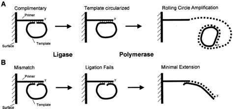 Solid Phase Rolling Circle Amplification A Template Is Perfectly Download Scientific Diagram
