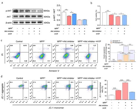 Effects Of Hyp On P Akt Expression In Sh Sy5y Cells Exposed To