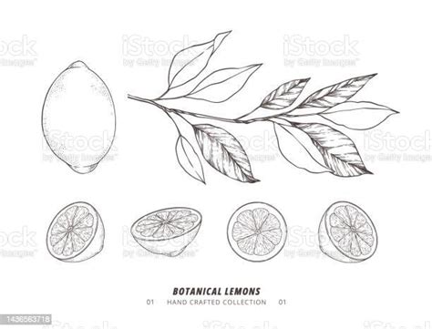 손으로 그린 벡터 일러스트 레이 션 레몬이있는 식물 가지 레몬 조각 감귤류가있는 가지 메뉴 패키지 카드 초대장 인쇄물에 적합합니다 레몬에 대한 스톡 벡터 아트 및 기타
