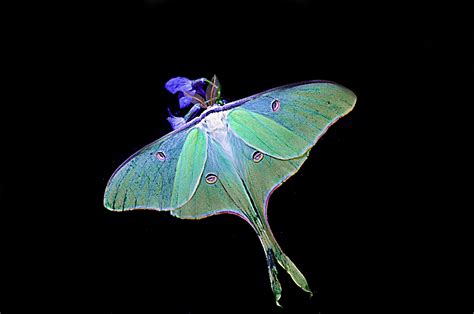 Luna Moth Wallpapers Wallpaper Cave