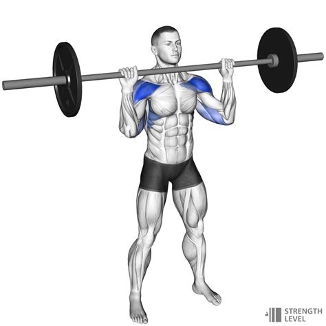 Overhead Press Muscles