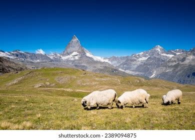 92299 Valais Black Nose Sheep Near Matterhorn Switzerland Royalty Free