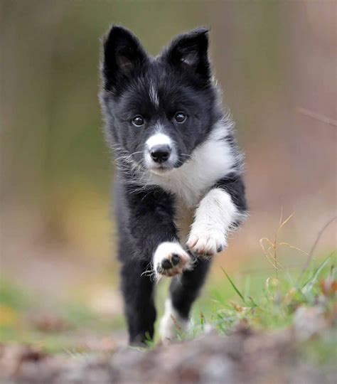 Social Trends Lezacy Rosliny Border Collie Liscie Pies Php