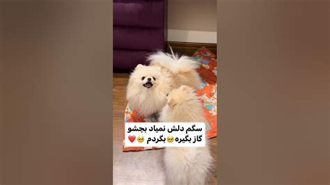 هیچ وقت ندیدم پییر بچهای خودشو گاز بگیره ️🥺این که هر وقت من بگم اجازه