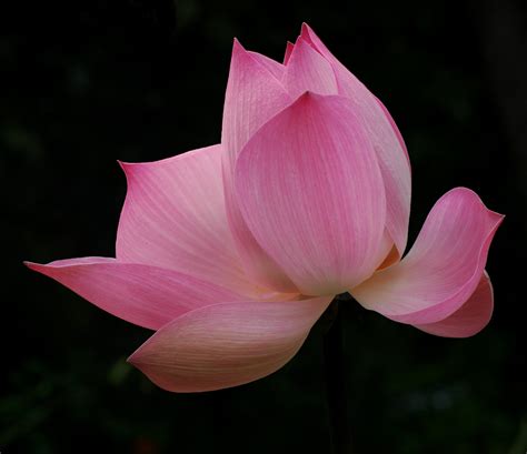 무료 이미지 자연 꽃잎 장식 봄 홀 아시아 담홍색 신성한 연꽃 수생 식물 플로라 태국 난초 꽃들 닫다 시원한 이미지 로터스 아름다운 멋진