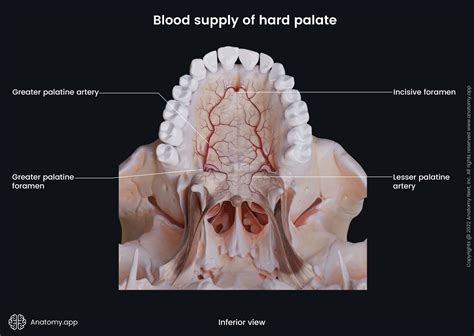 Palate Anatomyapp