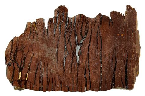 2 Polished Cretaceous Stromatolite Fossil Western Australia 180052