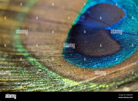 Vivid Elegance A Close Up Dance Of Peacock Feathers Dive Into The