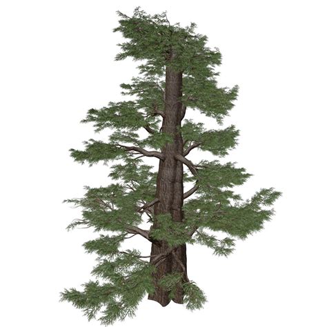 Western Juniper Tree Collection By Antoniokowatsch