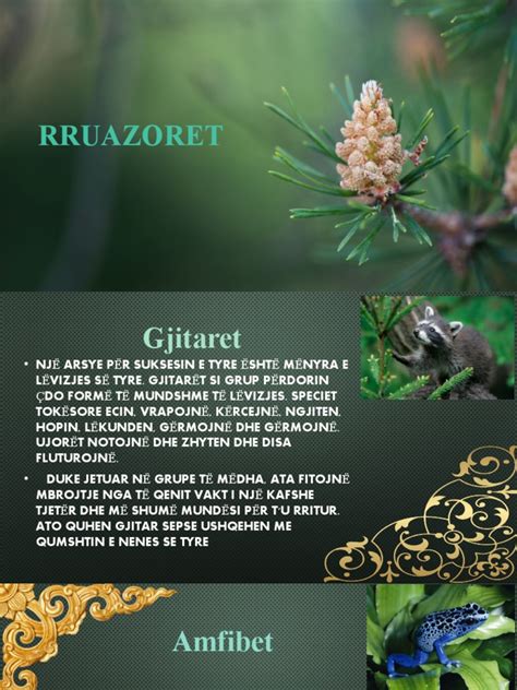 Rruazoret Pdf