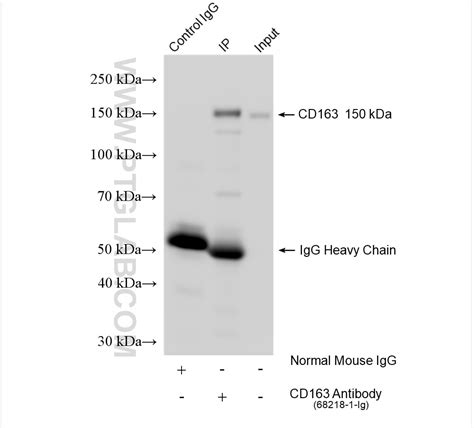Cd163 Antibody 68218 1 Ig Proteintech
