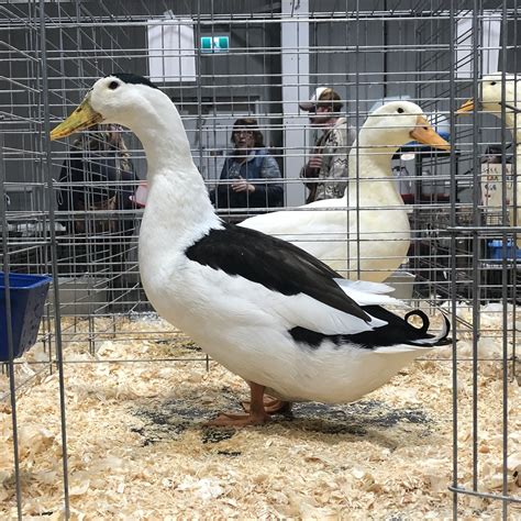 Magpie Ducks Poultry Pages