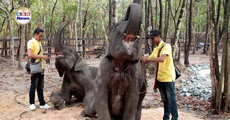 អ្នកជិតខាងល្អ ឡាវផ្តល់ដំរីអាស៊ីពូជកម្រ ២ ក្បាលមកកាន់កម្ពុជា បច្ចុប្បន្នកំពុងរក្សាទុកនៅភ្នំតាម៉ៅ