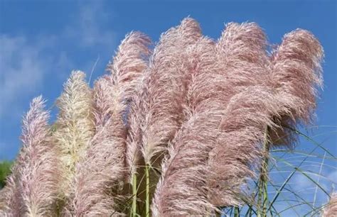 How To Grow And Care For Hardy Pampas Grass