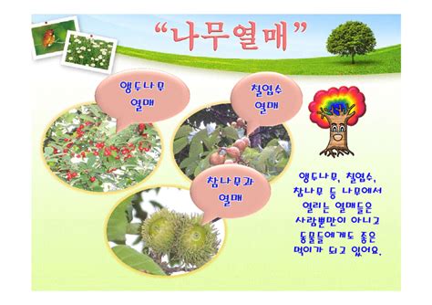 나무가 주는 선물 나무야 고마워 이야기나누기 상호작용 나무프로젝트 숲프로젝트 나무로 만든 물건 Ppt 수업자료 모의수업 레포트샵