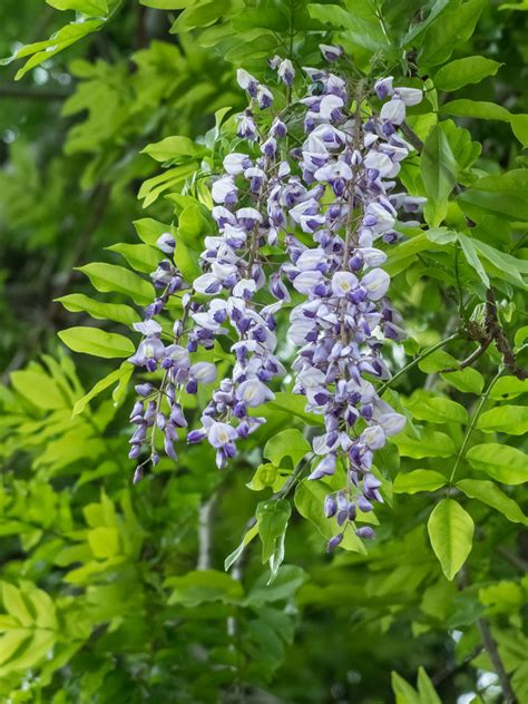 里山に自生する園芸植物と近縁種 里山を歩く会 Collaboration With 千葉スバル