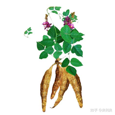 走进中药解表药 知乎