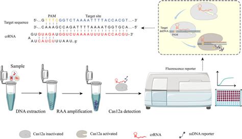 Rapid And Ultrasensitive Detection Of Methicillin Resistant Staphylococcus Aureus Based On