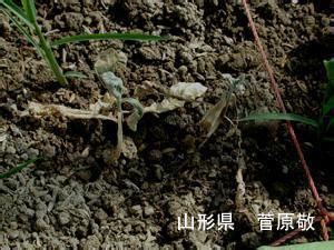 苗立枯病 農研機構